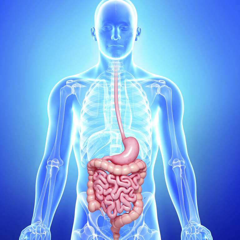 Digestive Health - Dr. Cheryl Winter